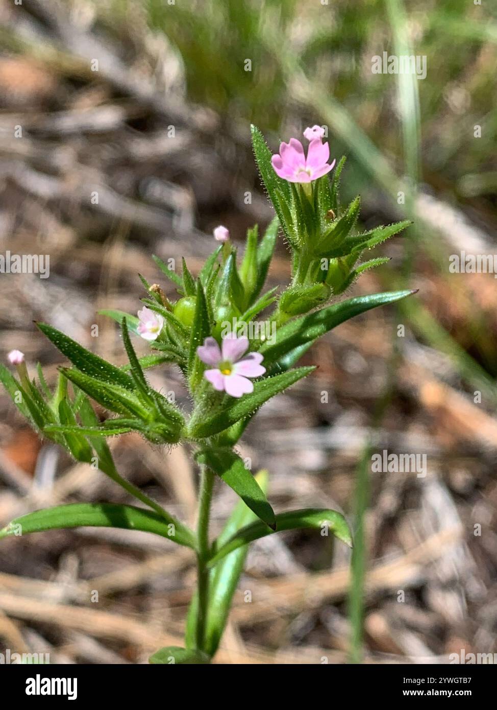 slender phlox (Microsteris gracilis Stock Photo - Alamy