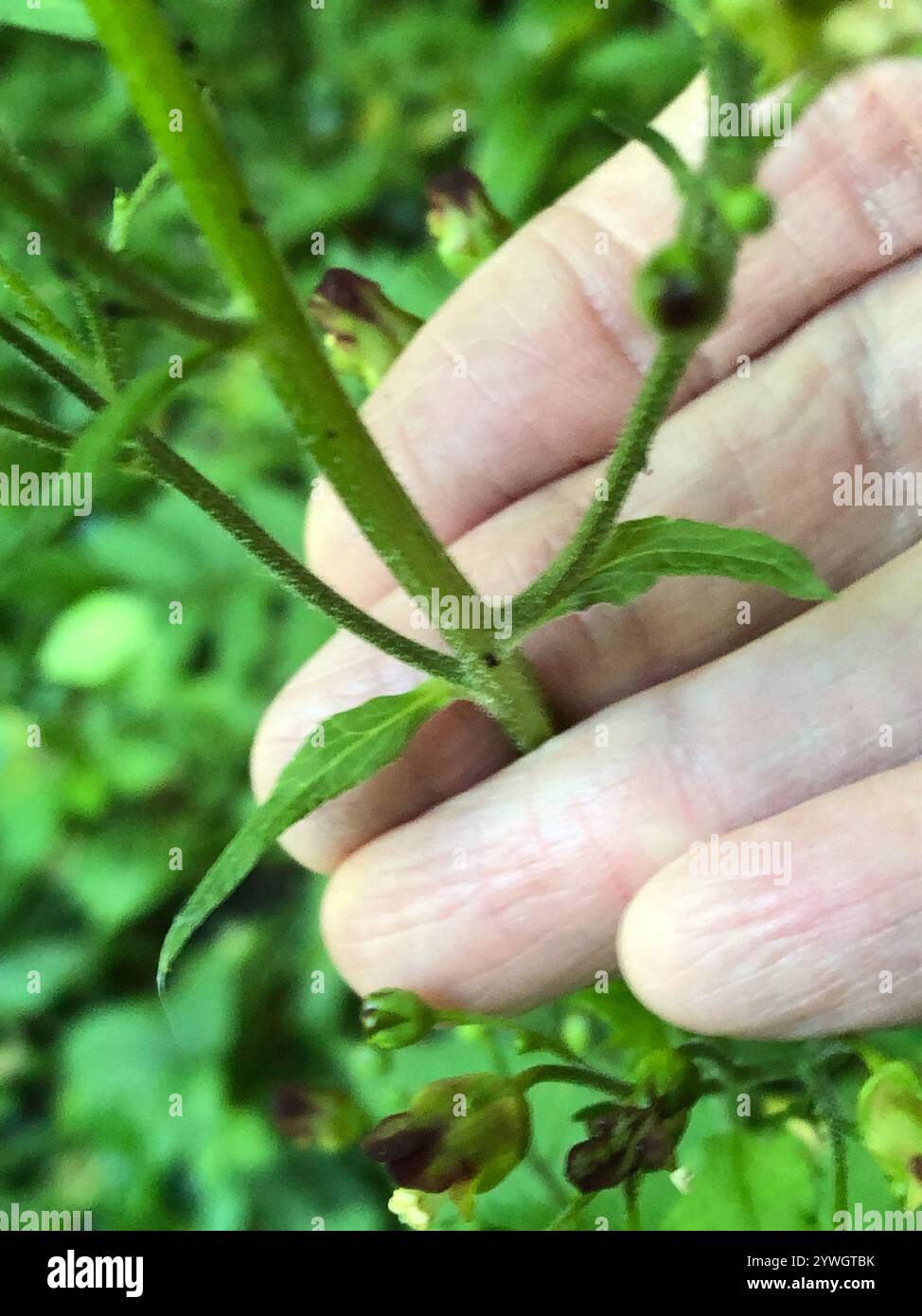 Common Figwort (Scrophularia nodosa Stock Photo - Alamy