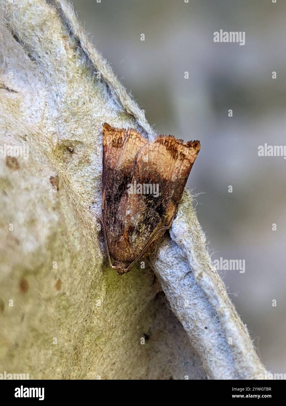 Archips podana hi-res stock photography and images - Alamy