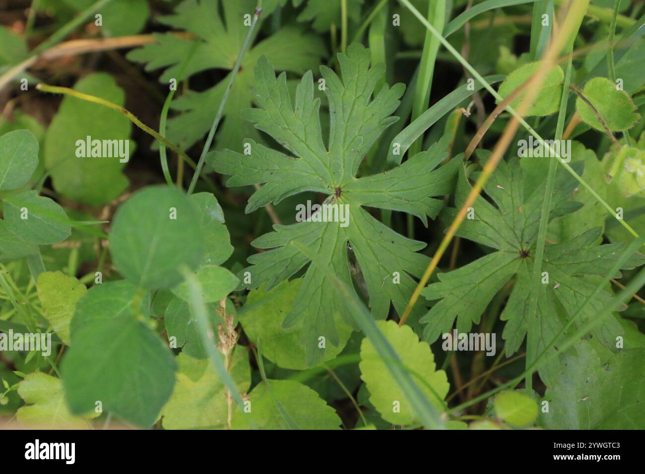 Oregon Crane's-bill (Geranium oreganum Stock Photo - Alamy