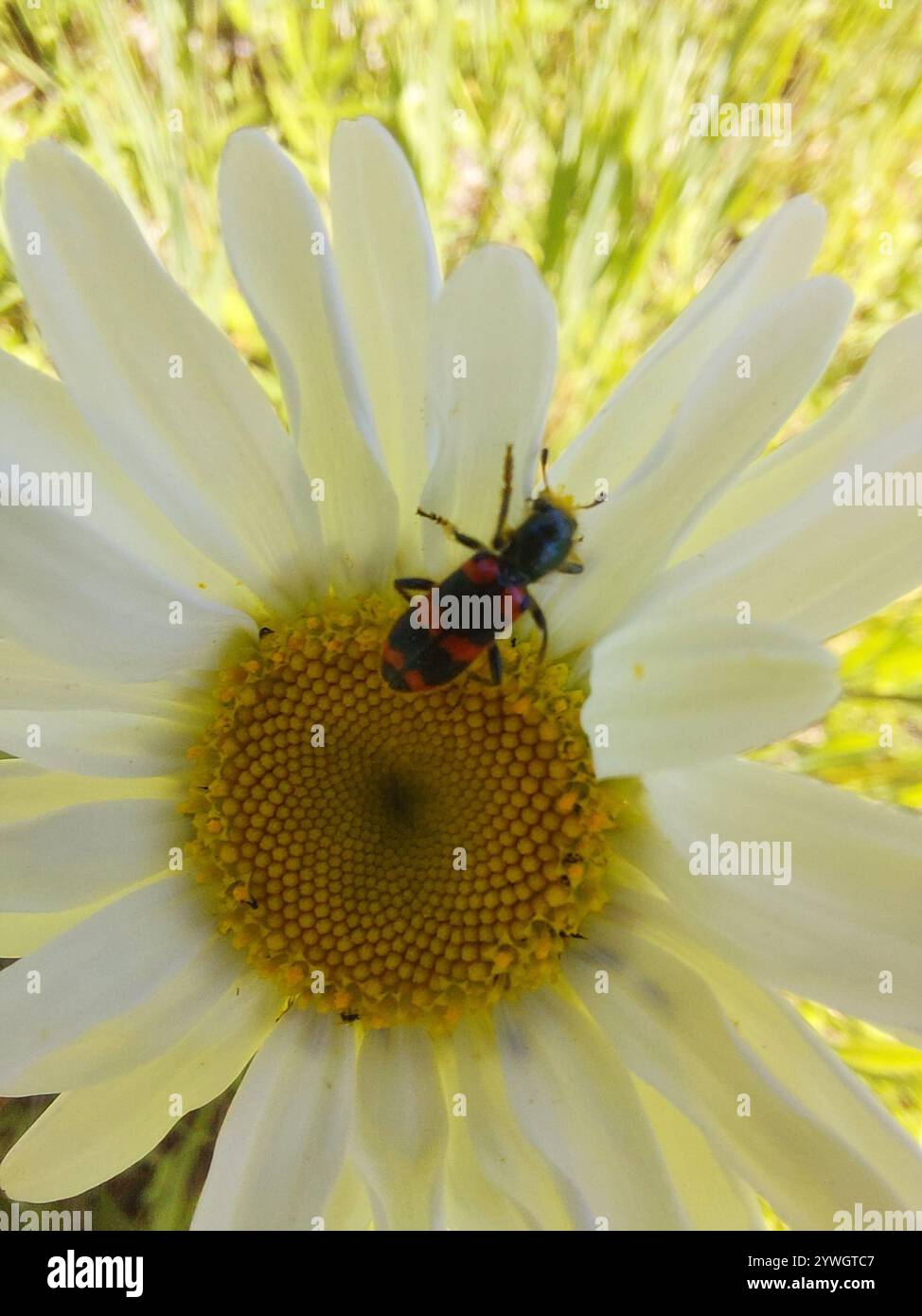 Red-blue Checkered Beetle (Trichodes nuttalli Stock Photo - Alamy