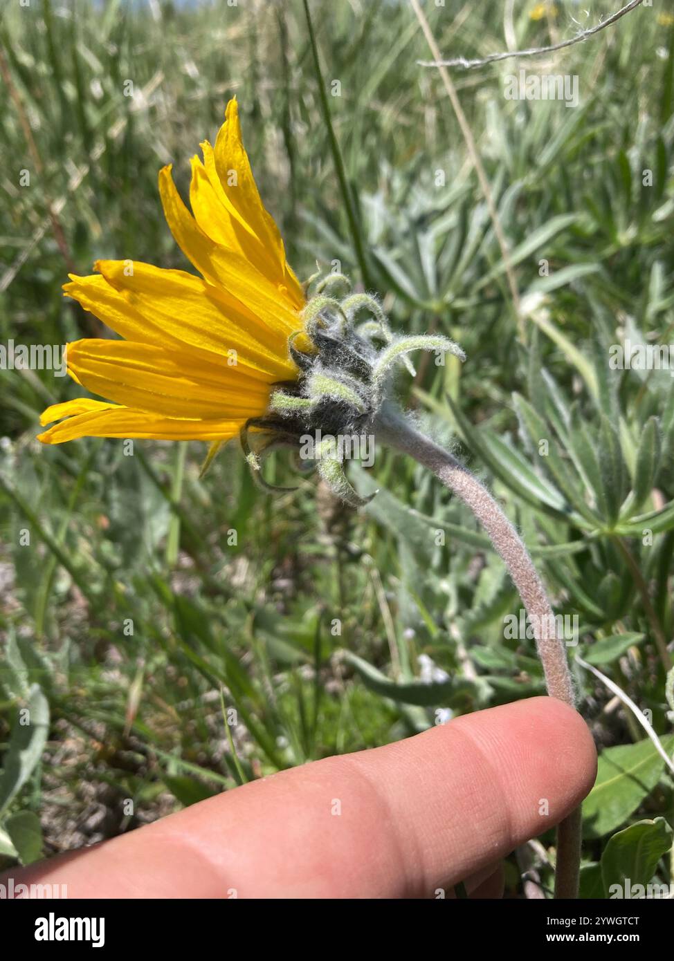 Balsamorhiza incana hi-res stock photography and images - Alamy
