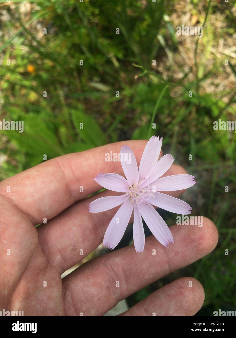 rose rush (Lygodesmia aphylla Stock Photo - Alamy