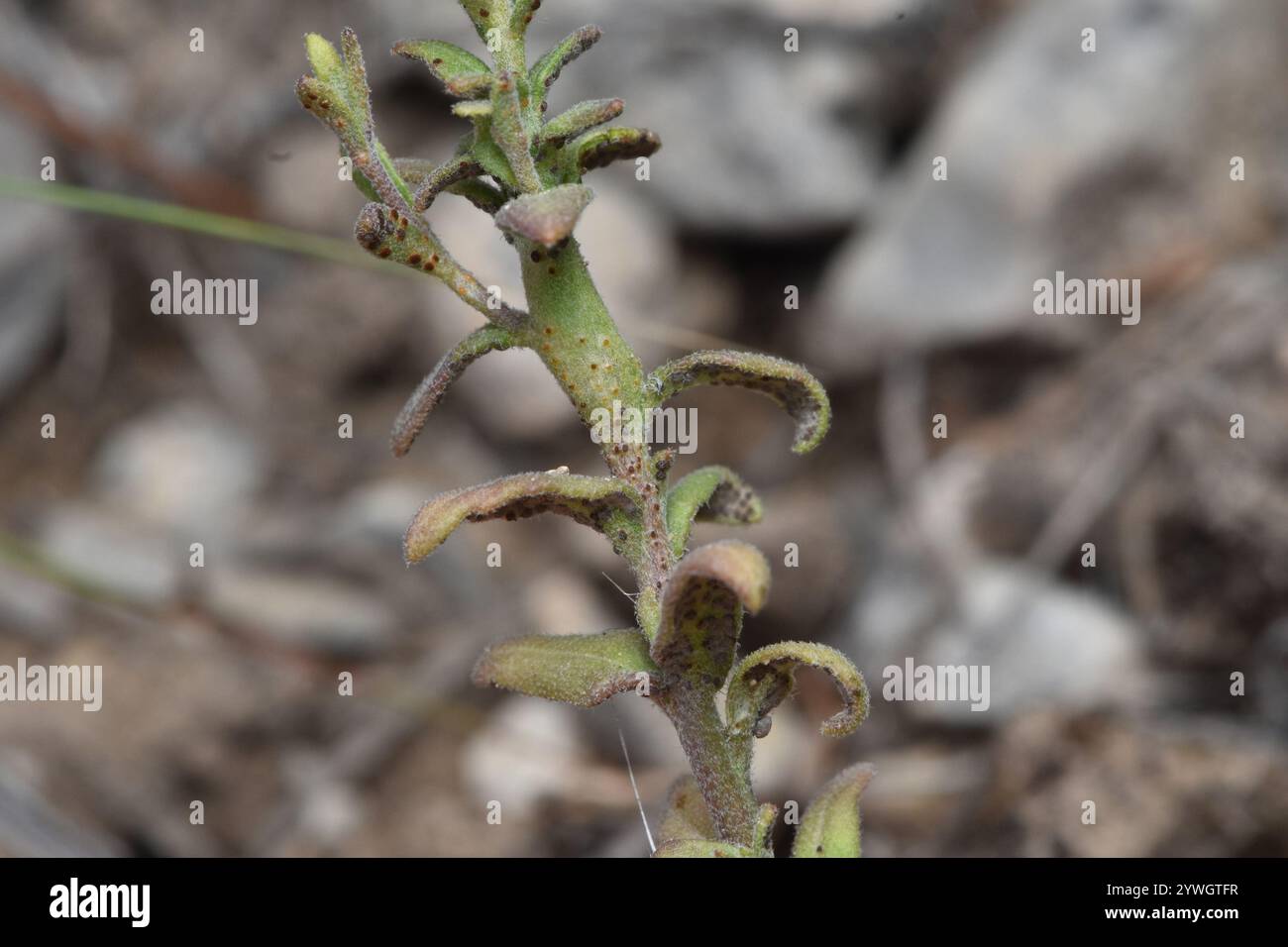 Mustard Flower Rust (Puccinia monoica Stock Photo - Alamy