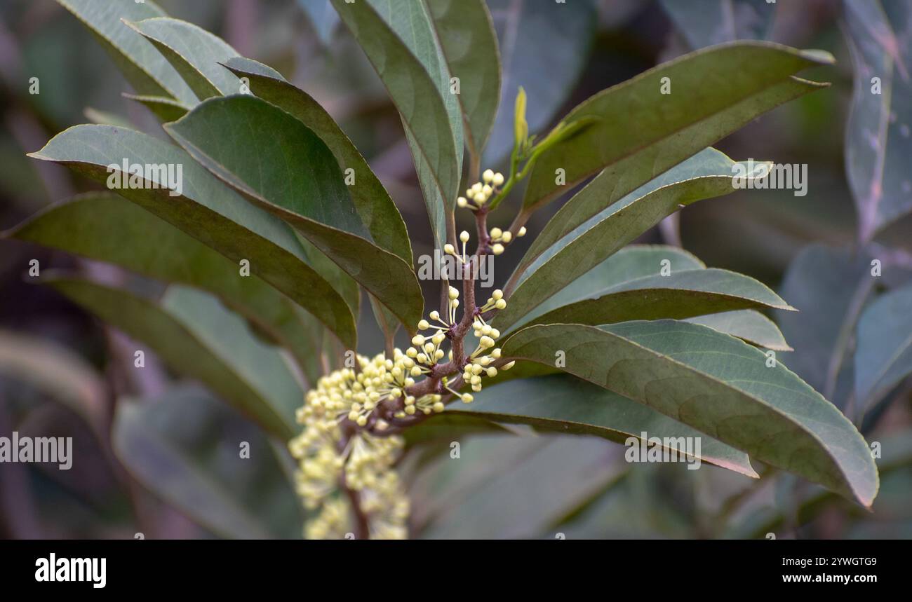 willow family (Salicaceae Stock Photo - Alamy