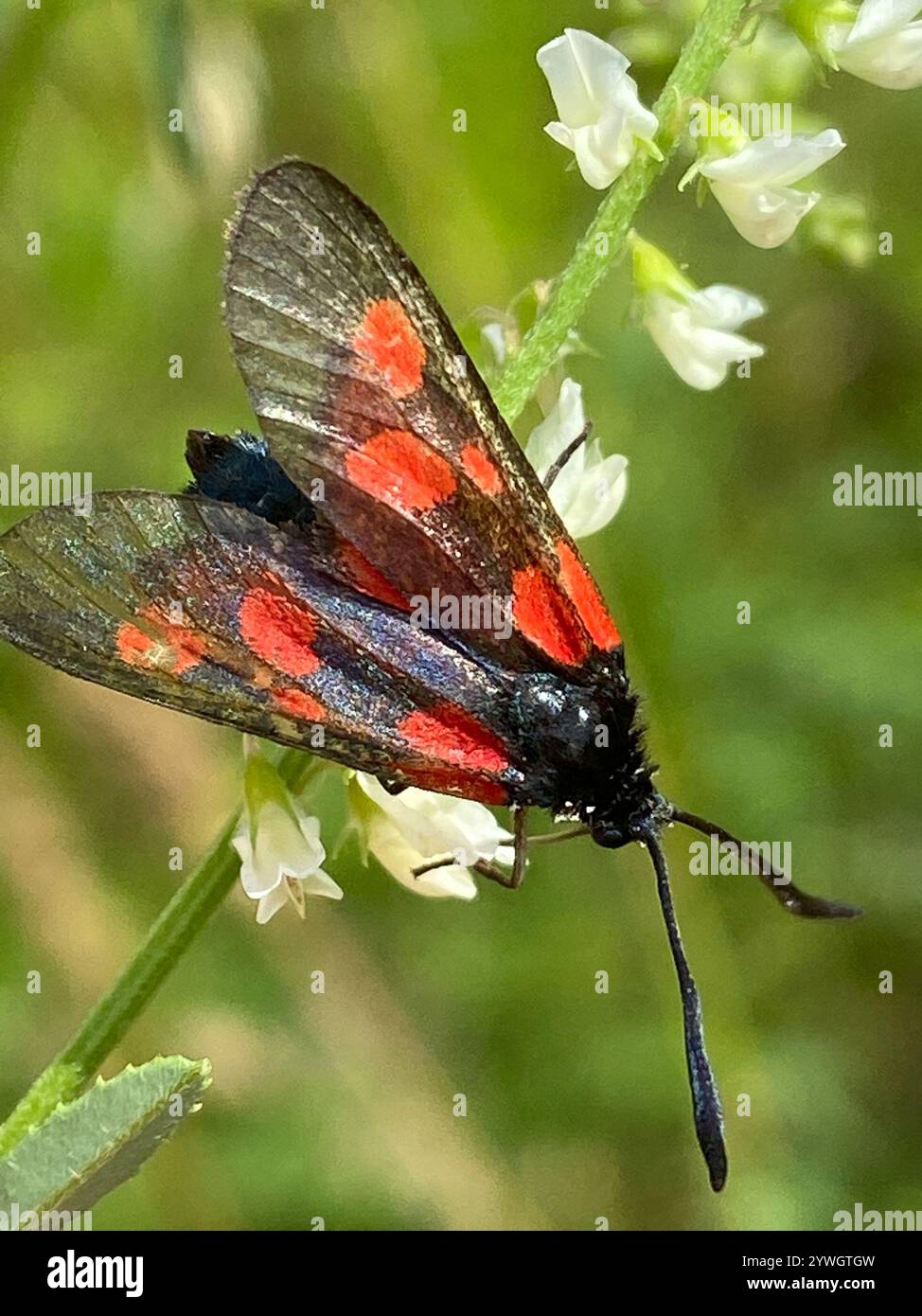 New Forest Burnet (Zygaena viciae Stock Photo - Alamy