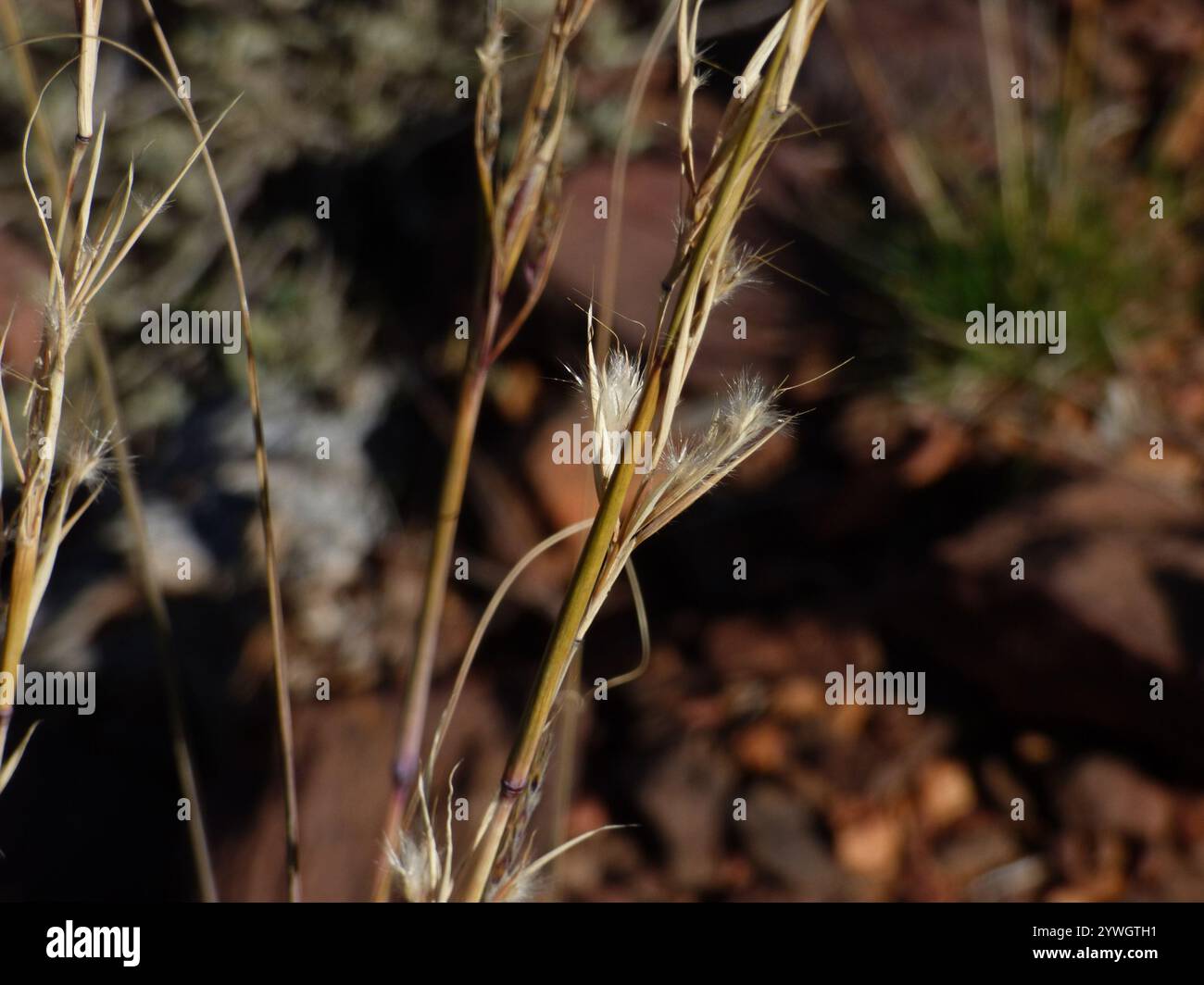 grasses, sedges, cattails, and allies (Poales Stock Photo - Alamy