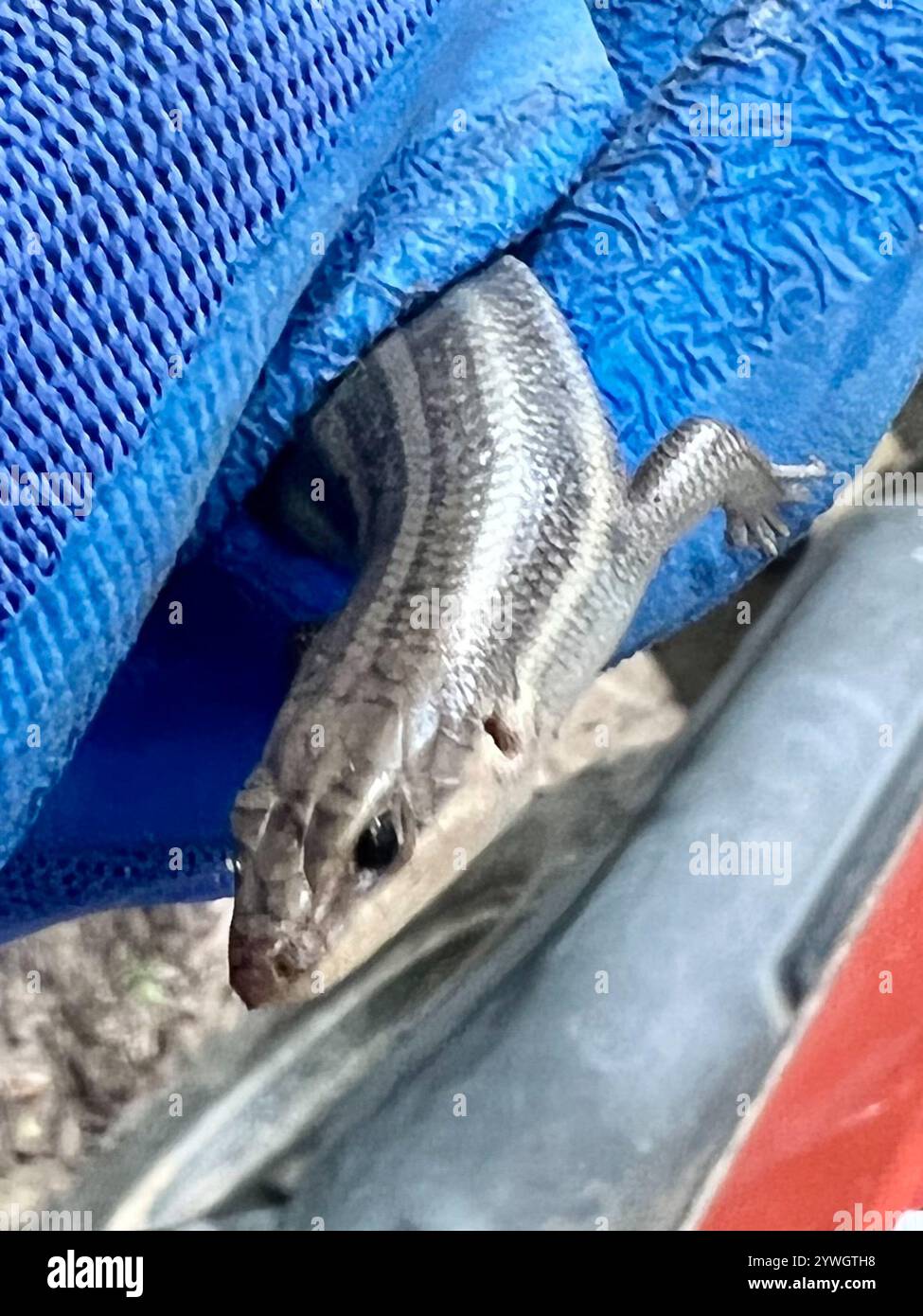 Common Five-lined Skink (Plestiodon fasciatus Stock Photo - Alamy