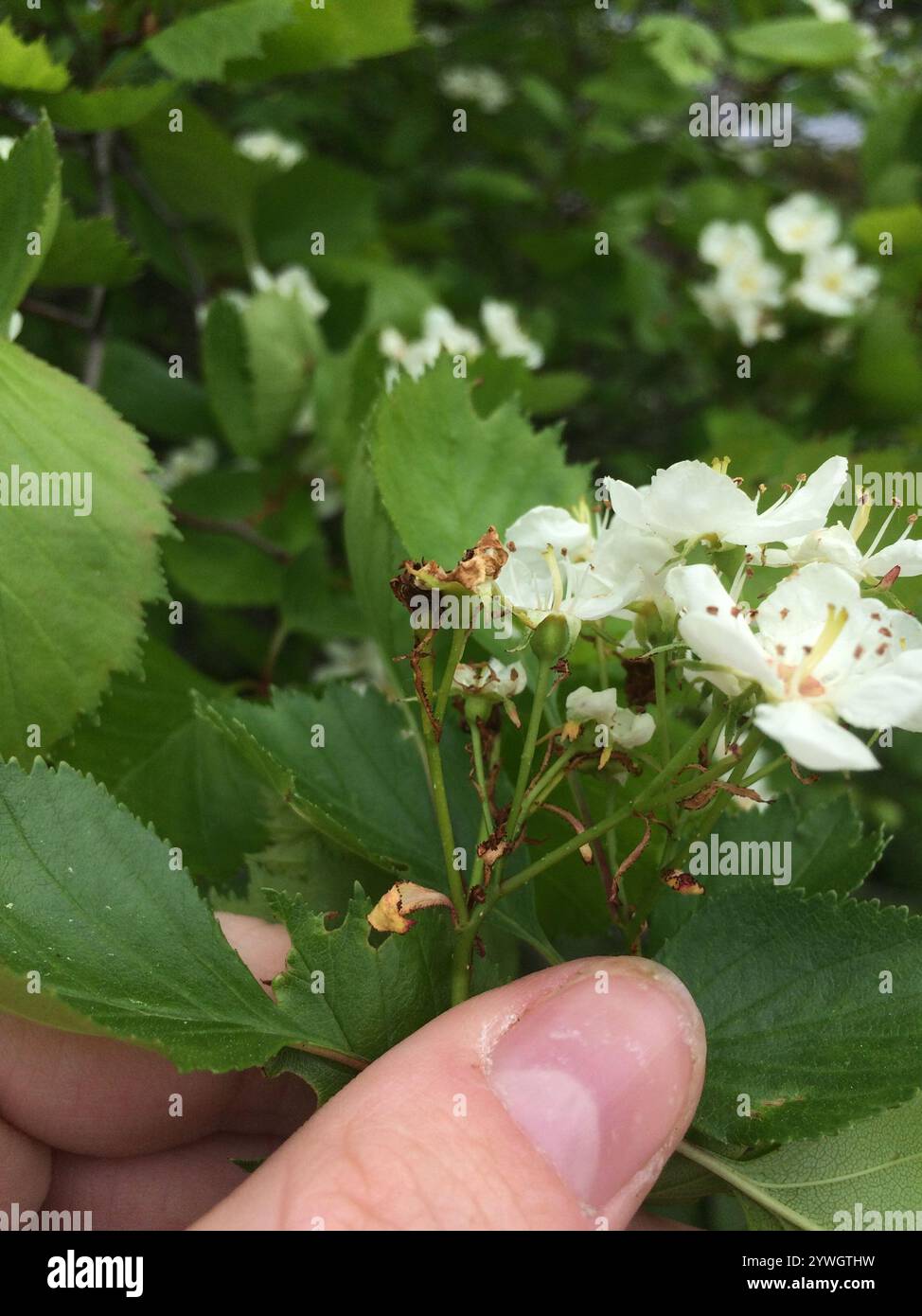 Glabrous-fruit Fireberry Hawthorn (Crataegus chrysocarpa phoeniceoides ...