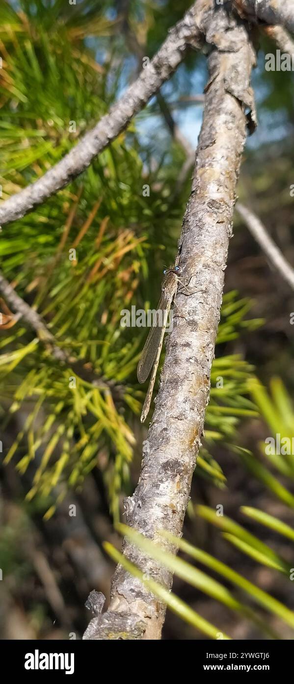 Siberian Winter Damsel (Sympecma paedisca Stock Photo - Alamy