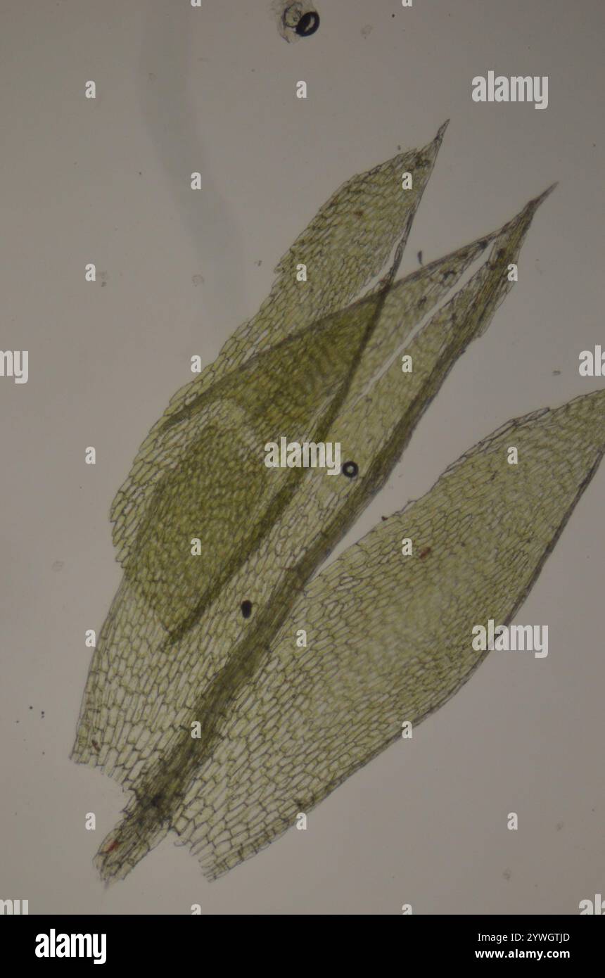 Syed's Thread-moss (Ptychostomum moravicum Stock Photo - Alamy