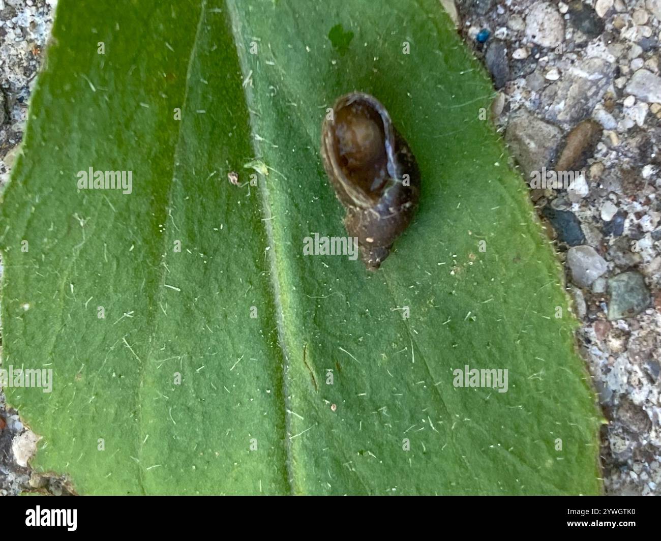Bladder Snails (Physidae Stock Photo - Alamy