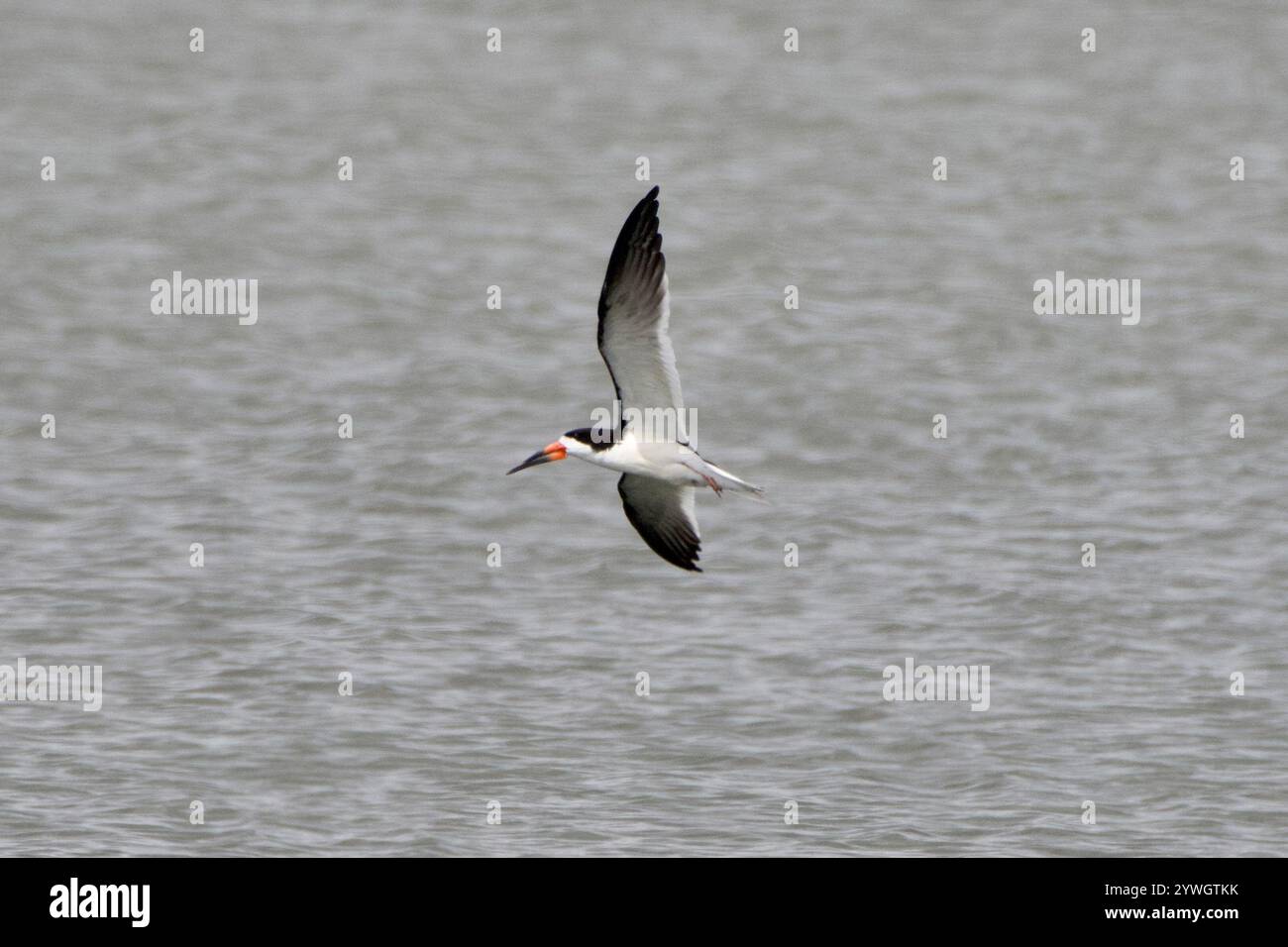Black Skimmer (Rynchops niger Stock Photo - Alamy