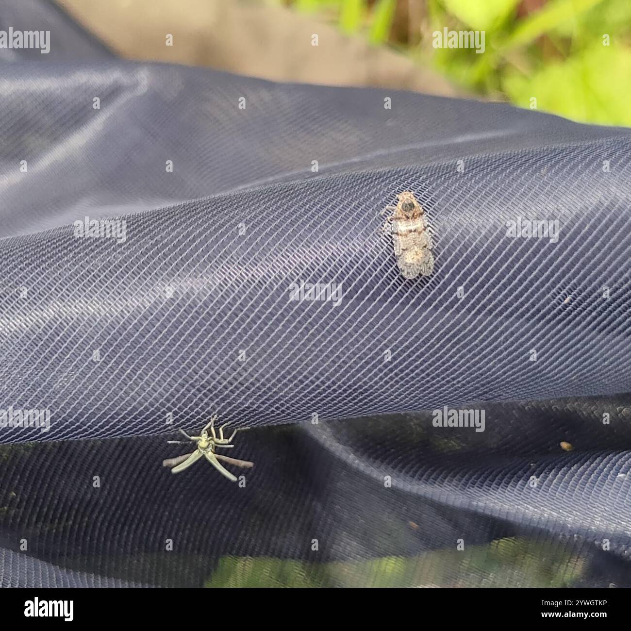 common lacehopper (Cixius nervosus Stock Photo - Alamy