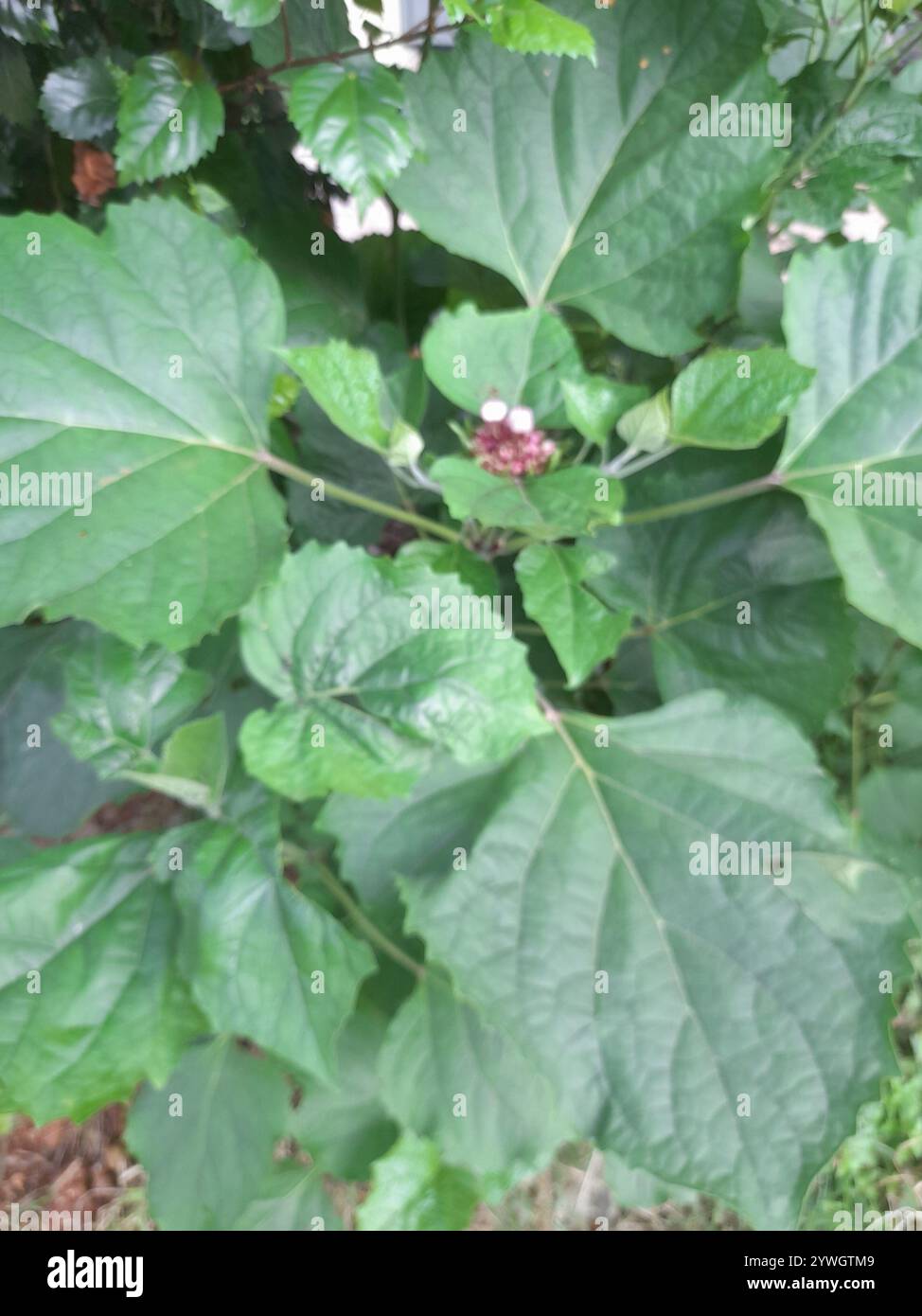 Chinese Glorybower (Clerodendrum chinense Stock Photo - Alamy