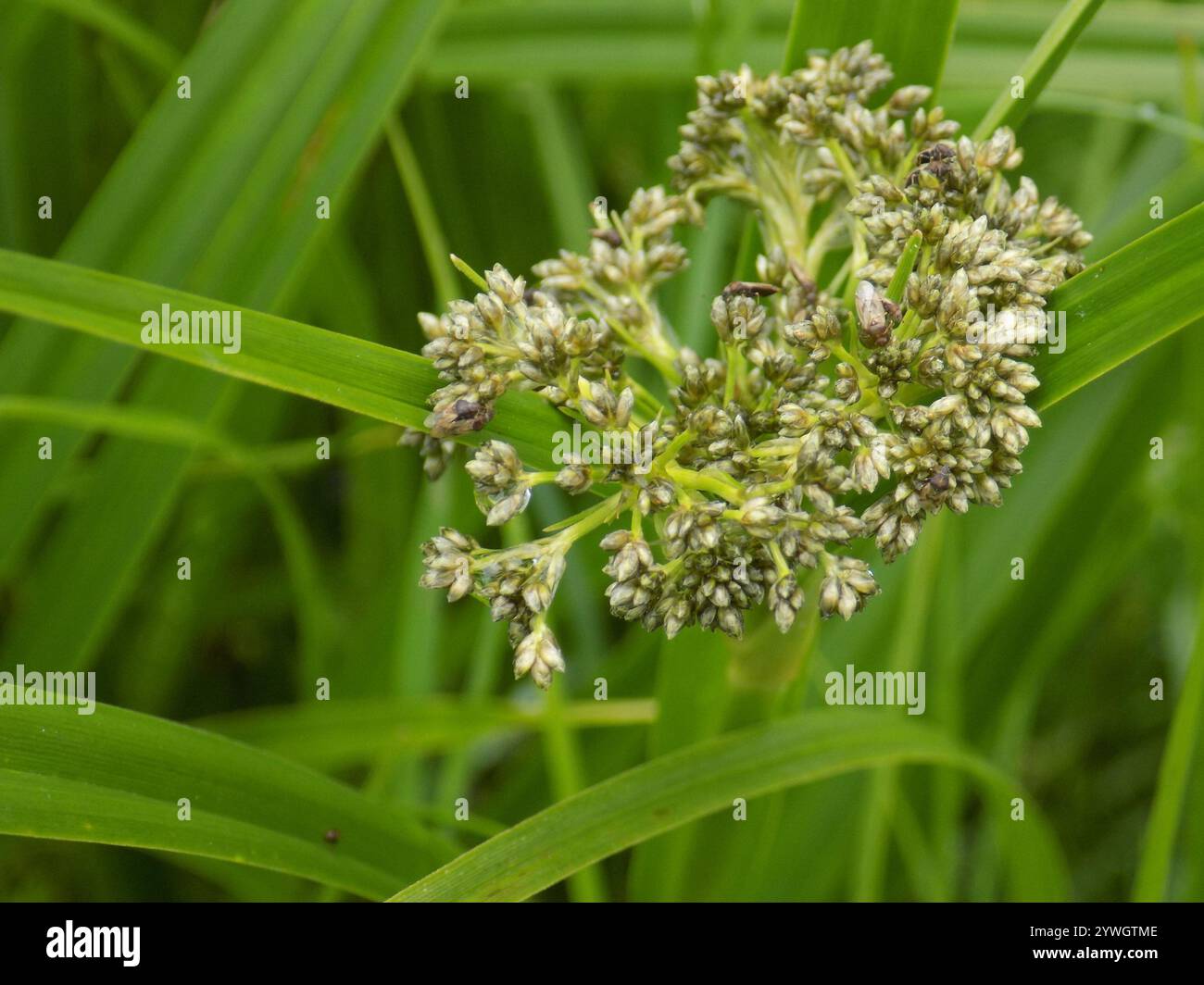 Wood Club-rush (Scirpus sylvaticus Stock Photo - Alamy