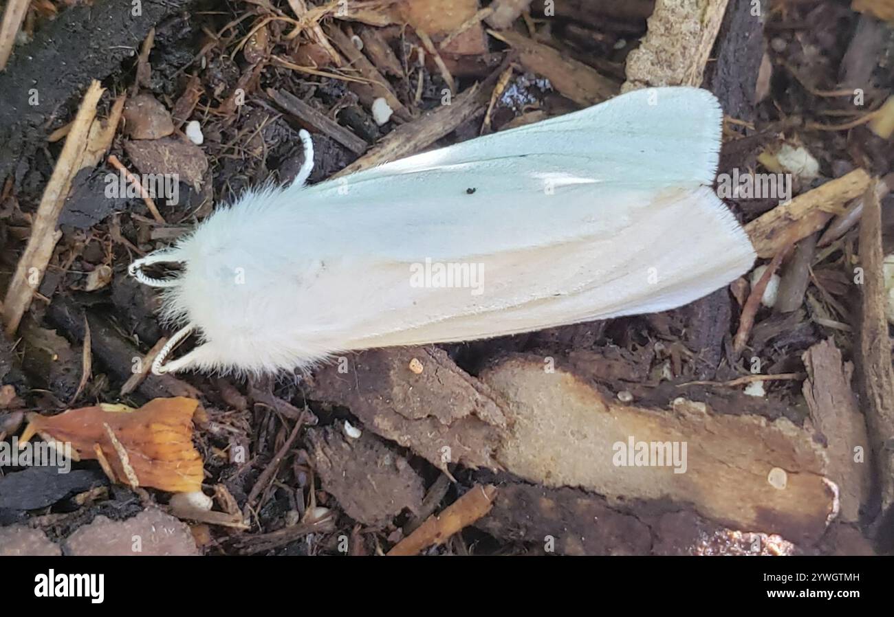Virginian Tiger Moth (Spilosoma virginica Stock Photo - Alamy