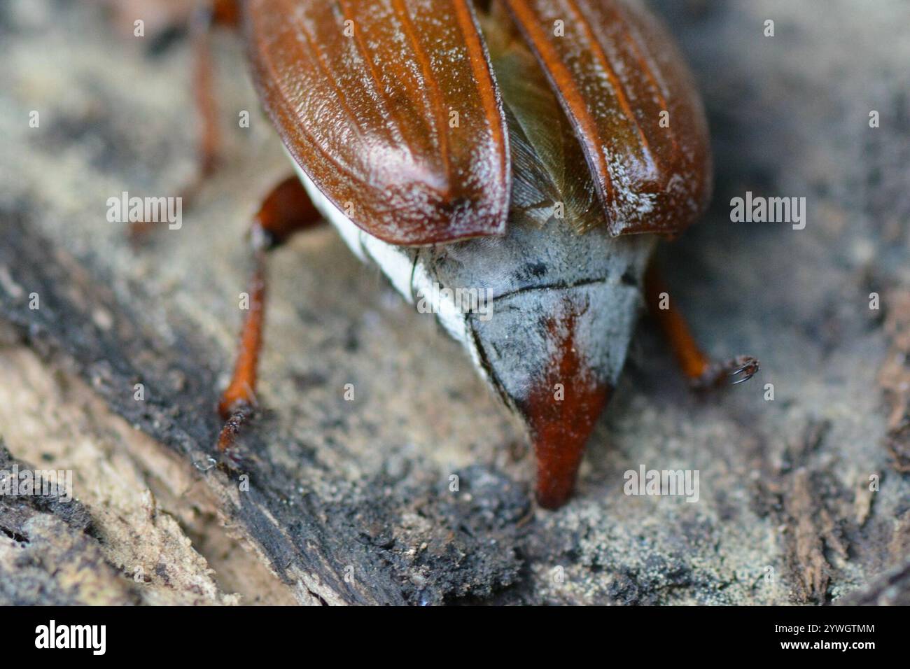 Common Cockchafer (Melolontha melolontha Stock Photo - Alamy