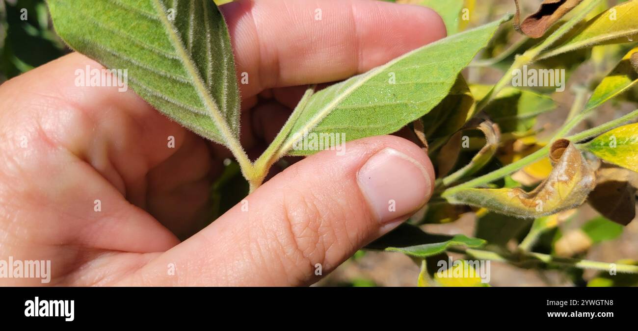 velvet ash (Fraxinus velutina Stock Photo - Alamy