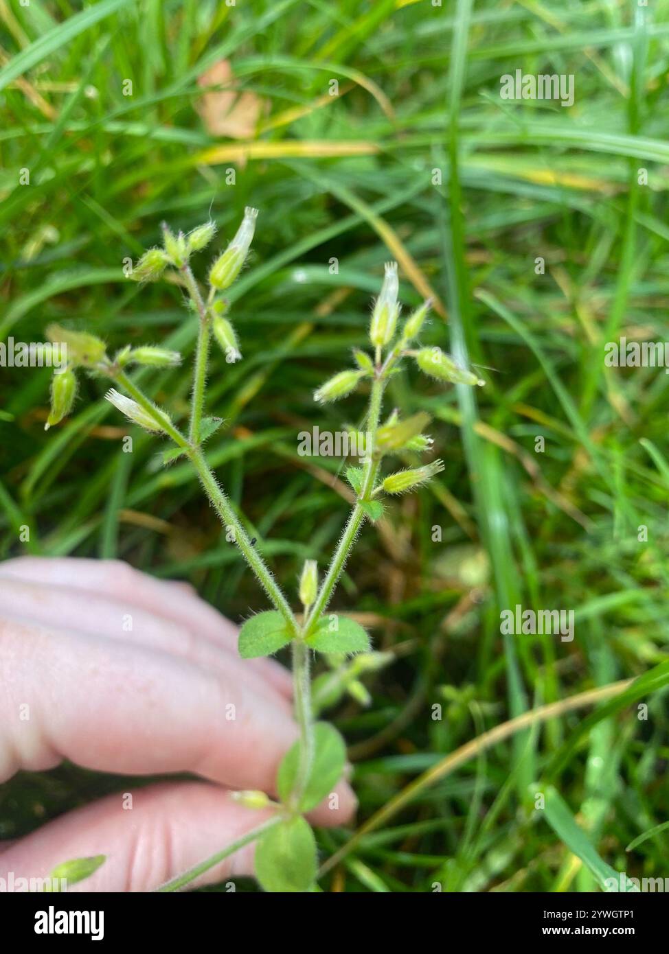 Sticky mouse-ear chickweed (Cerastium glomeratum Stock Photo - Alamy