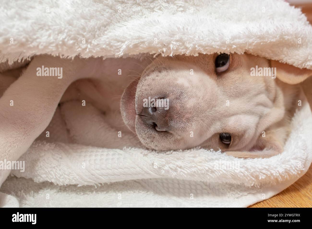 Cute little puppy laying wrapped in a fluffy white towel, with a sleepy ...