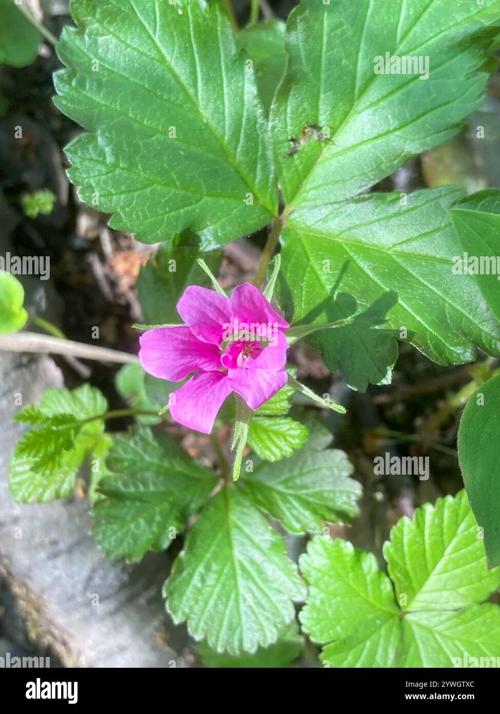 Arctic raspberry (Rubus arcticus Stock Photo - Alamy