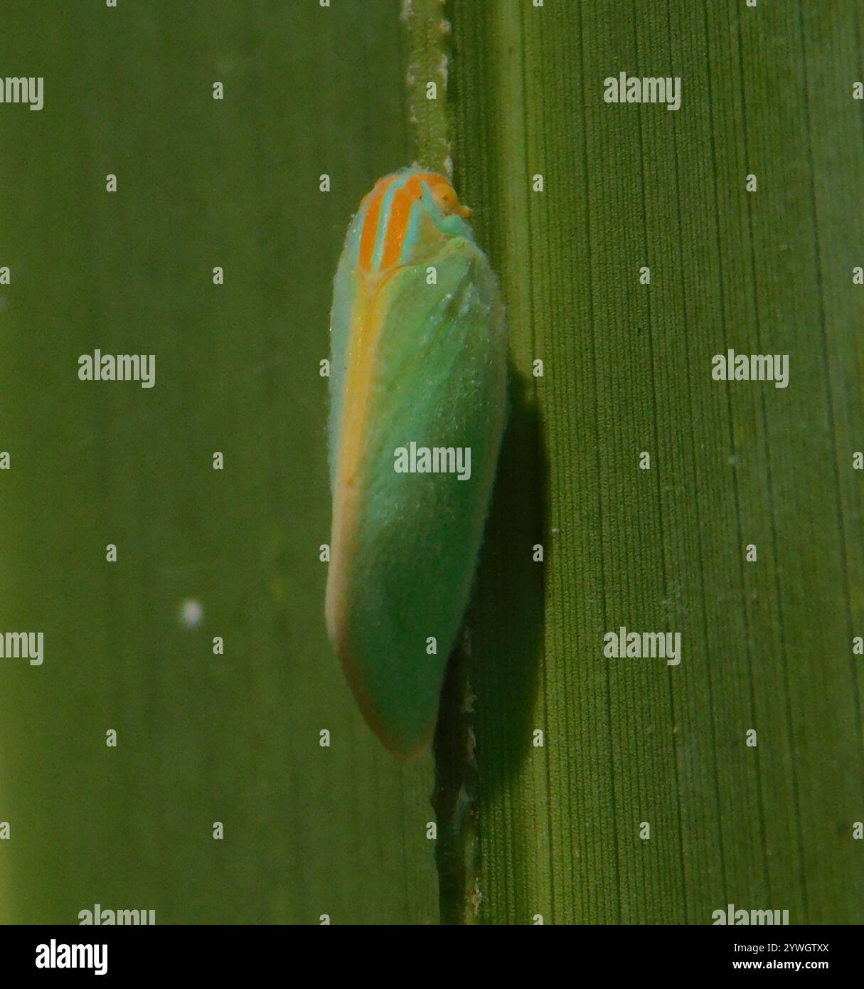 Palm Flatid Planthopper (Ormenaria rufifascia Stock Photo - Alamy
