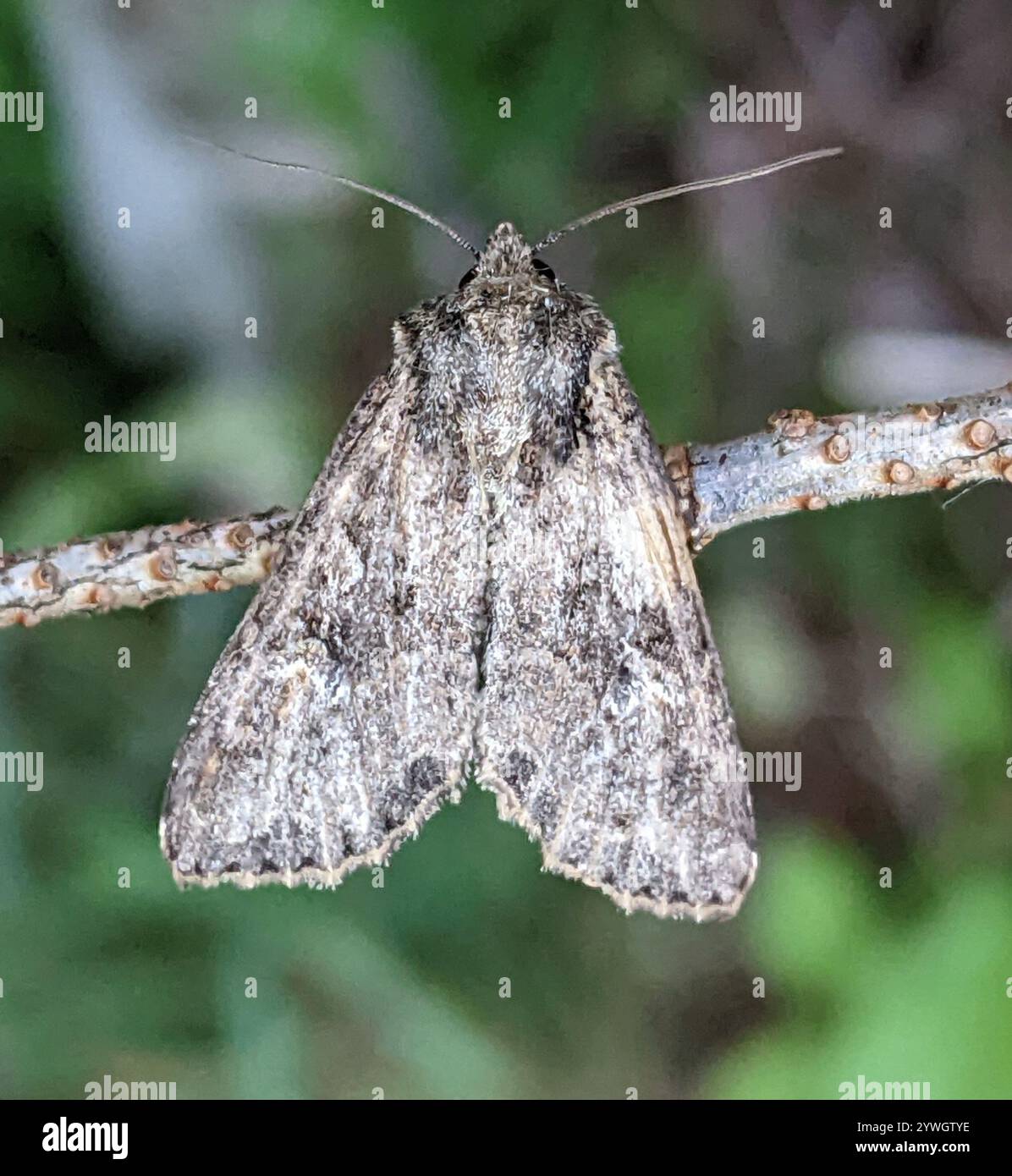Cutworm Moths and Allies (Noctuidae Stock Photo - Alamy