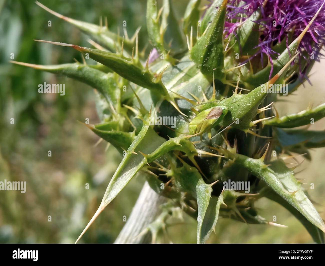 Potato Mirid (Closterotomus norwegicus Stock Photo - Alamy
