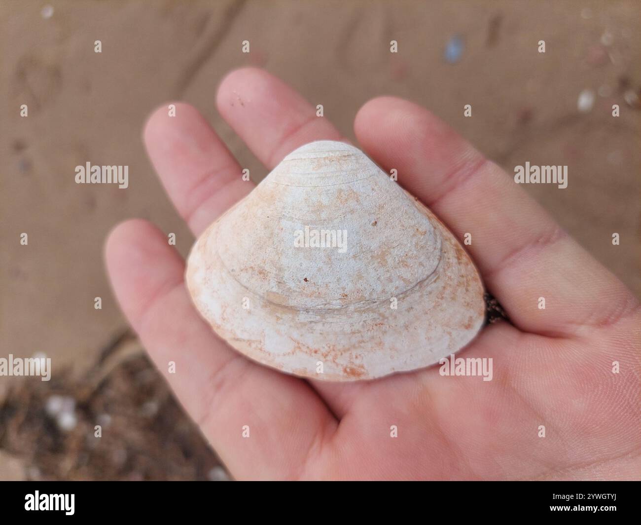West Atlantic Surfclam (Spisula solidissima Stock Photo - Alamy