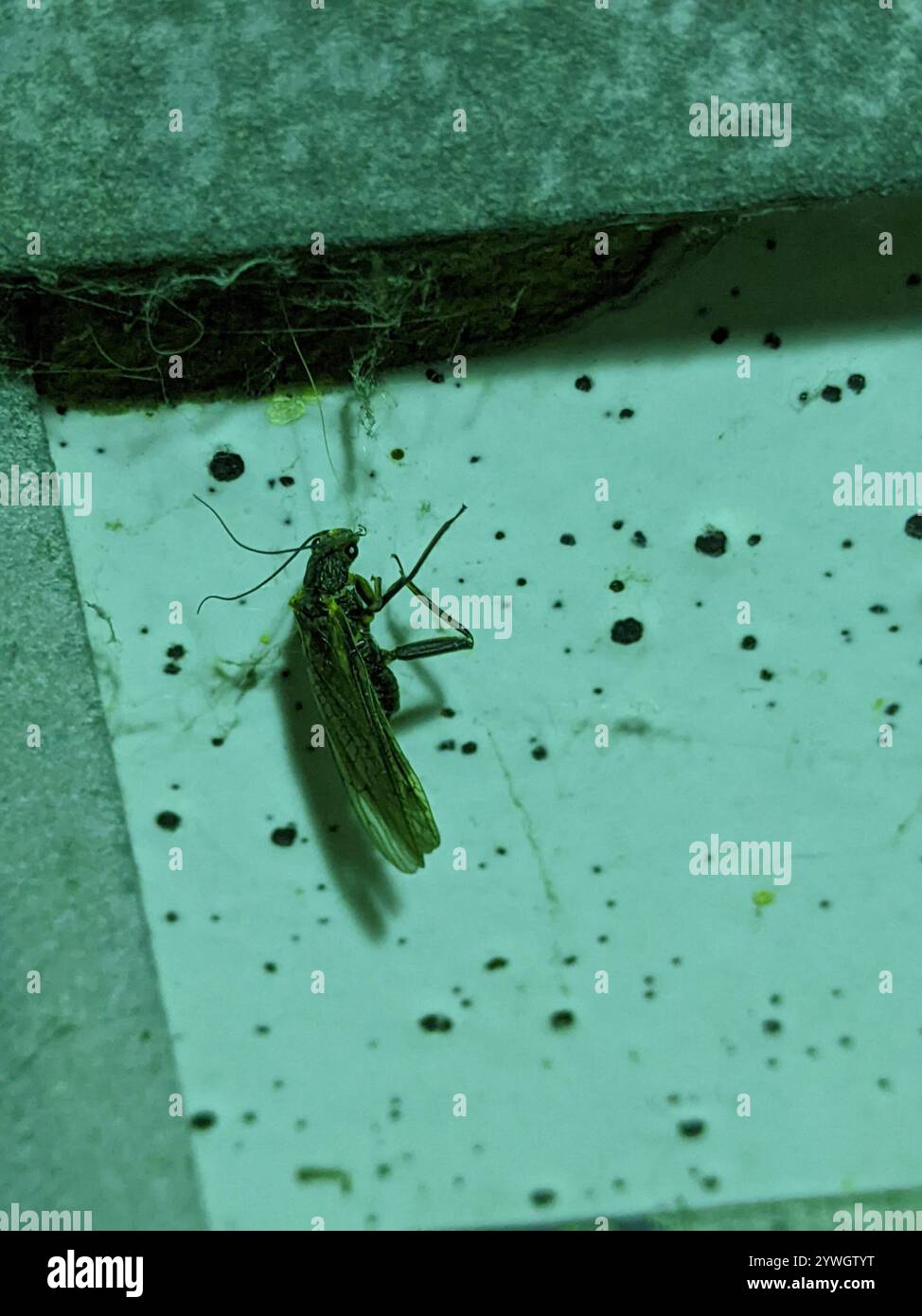Common Stoneflies (Perlidae Stock Photo - Alamy