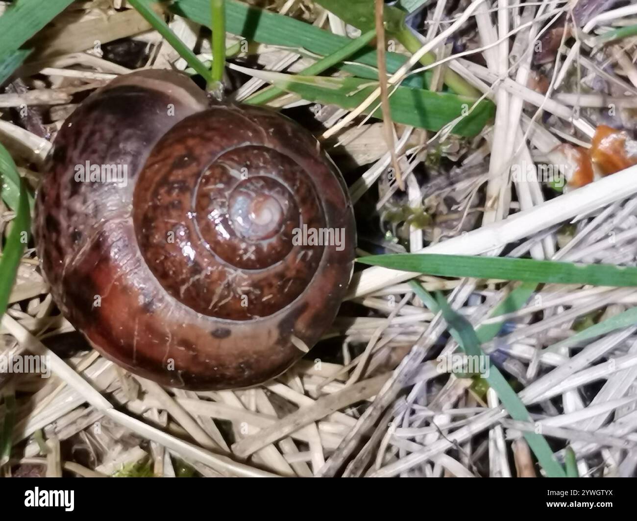 Bush snail (Fruticicola fruticum Stock Photo - Alamy