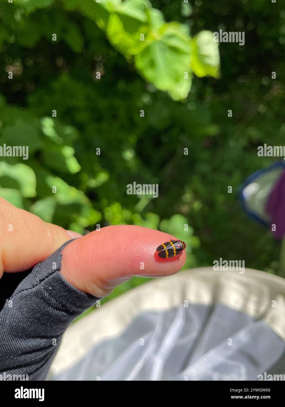 Two-lined Spittlebug (Prosapia bicincta Stock Photo - Alamy