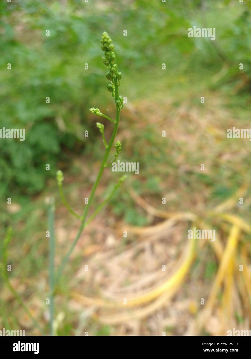 wavy-leafed soap plant (Chlorogalum pomeridianum Stock Photo - Alamy