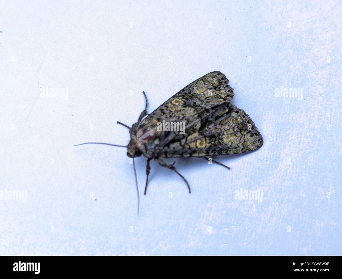 Coronet (Craniophora ligustri Stock Photo - Alamy