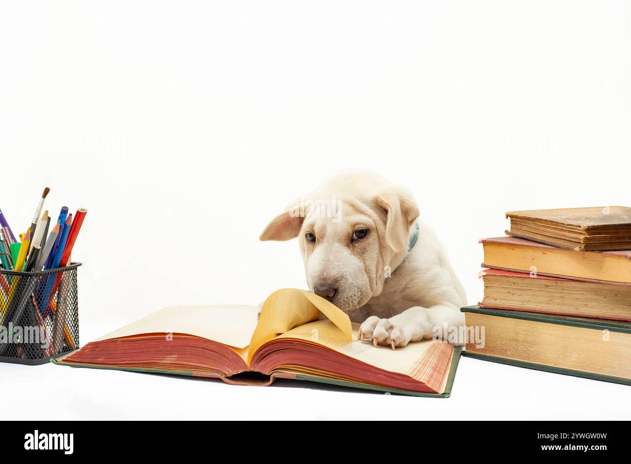 Cute puppy dog with wrinkled skin, reading and turning the page in a ...