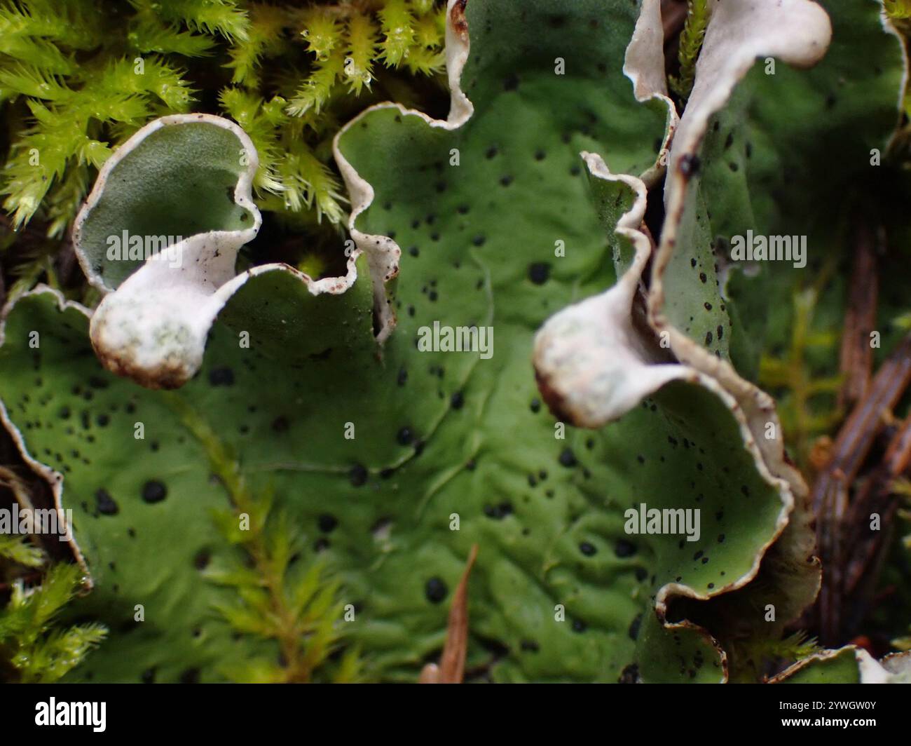 freckled pelt lichen (Peltigera aphthosa Stock Photo - Alamy