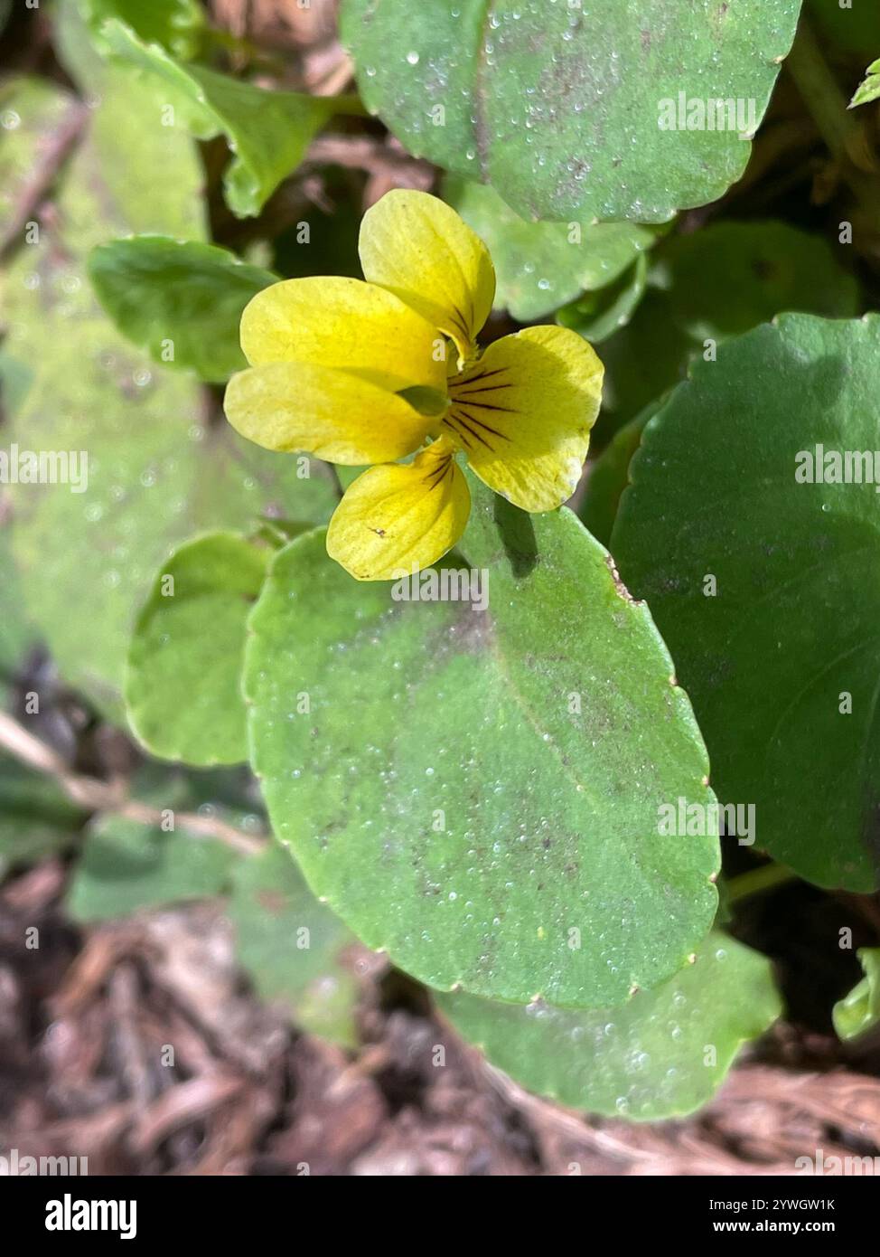 Redwood Violet (Viola sempervirens Stock Photo - Alamy