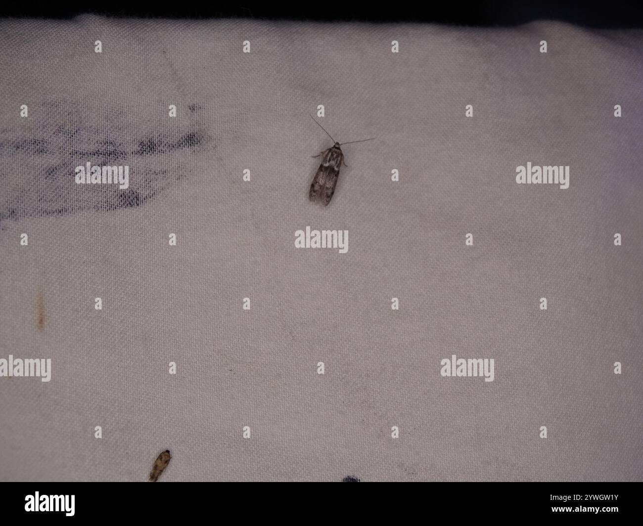 Acorn Moth (Blastobasis glandulella Stock Photo - Alamy