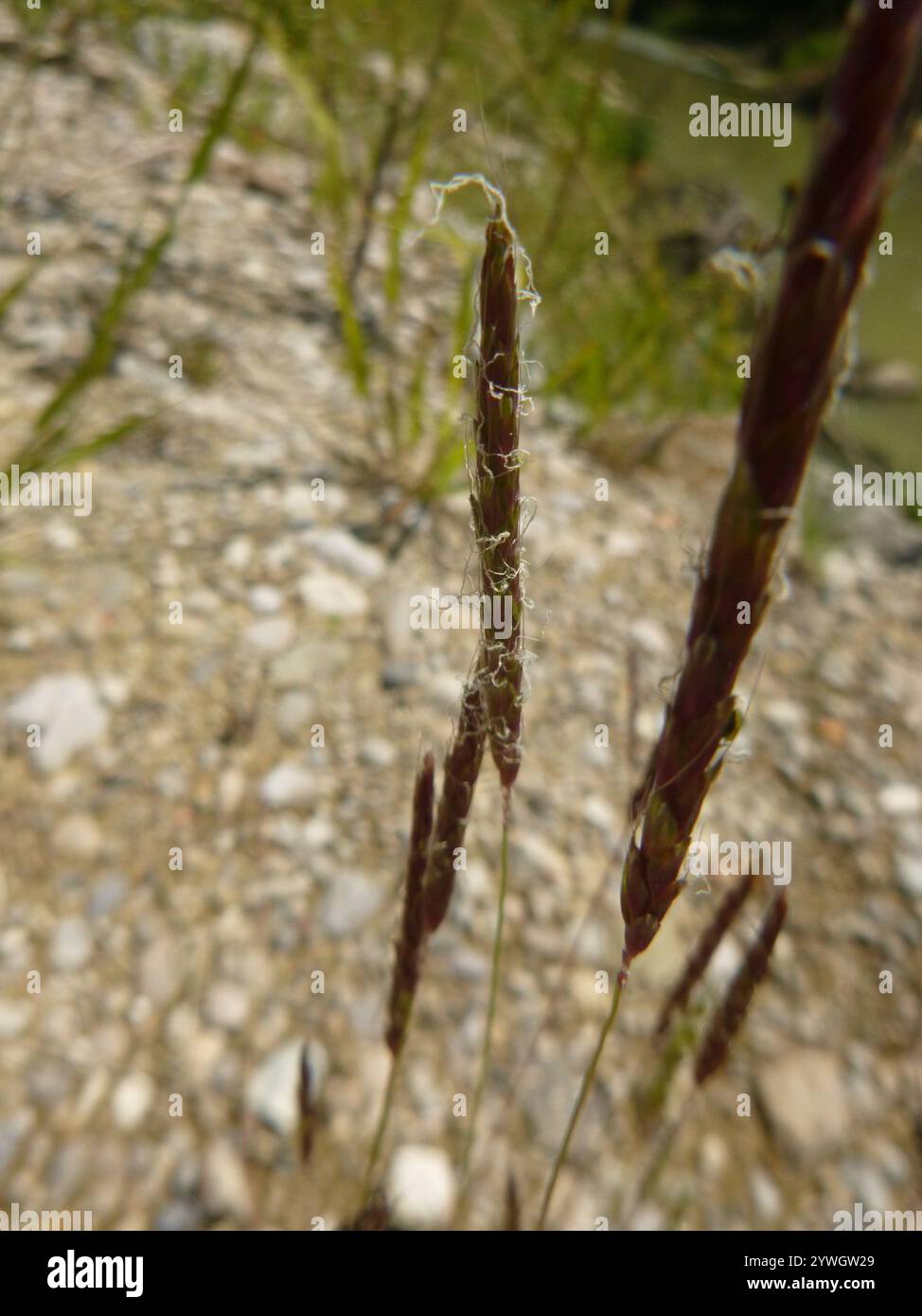 Black-grass (Alopecurus myosuroides Stock Photo - Alamy