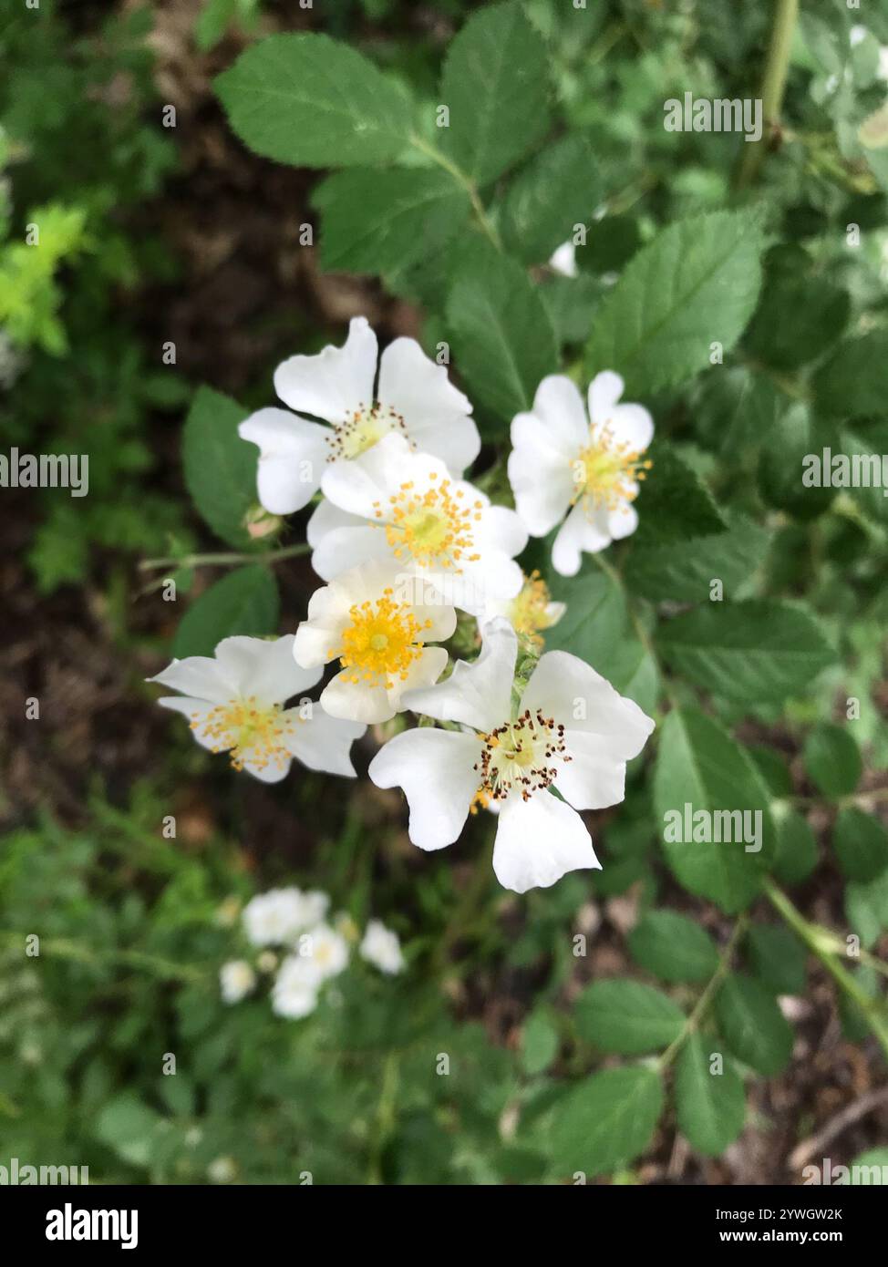 multiflora rose (Rosa multiflora Stock Photo - Alamy