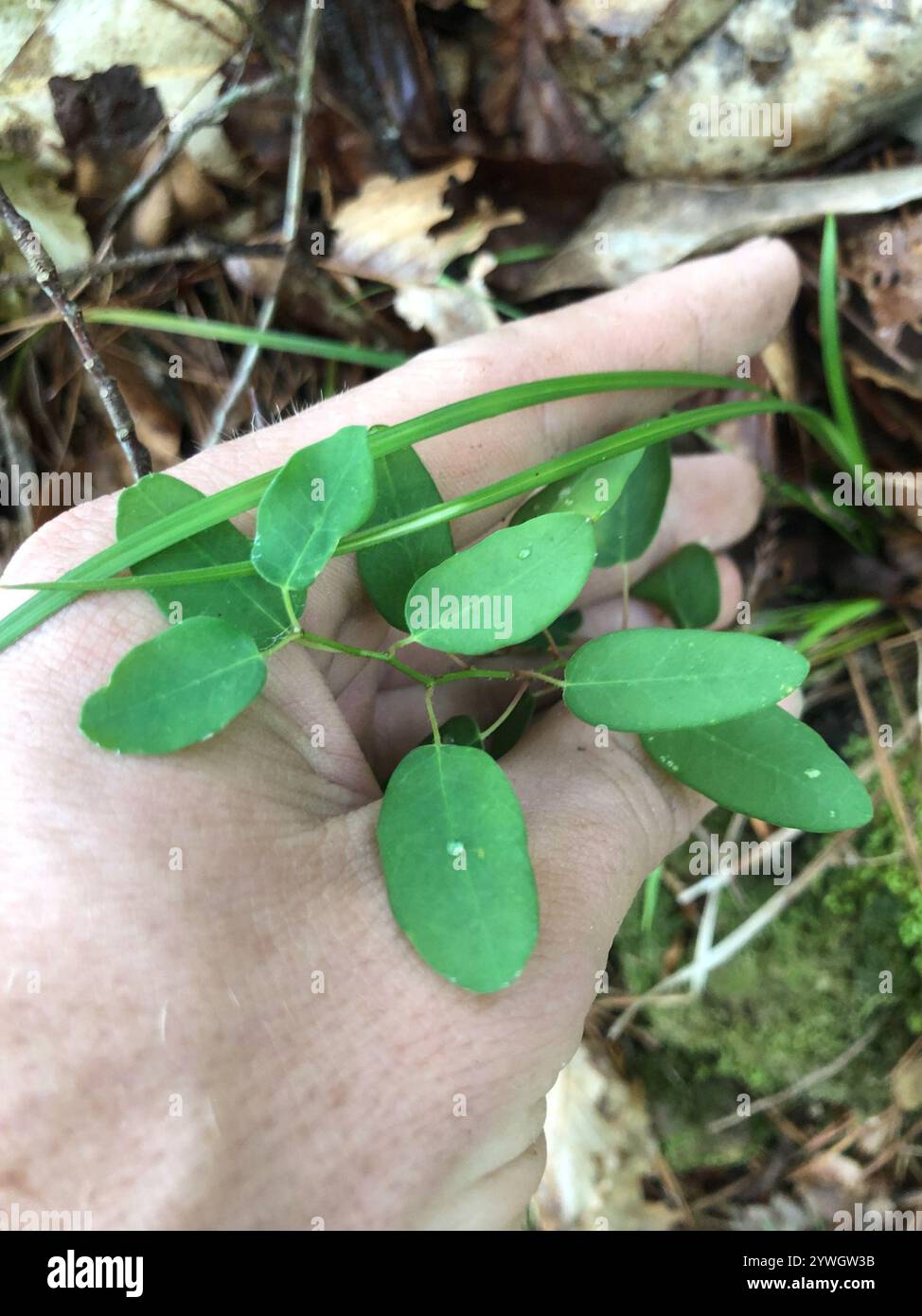 False Flowering Spurge (Euphorbia pubentissima Stock Photo - Alamy