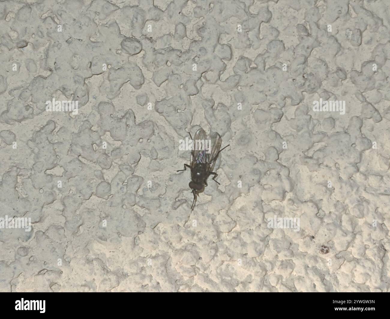 Root-maggot Flies (Anthomyiidae Stock Photo - Alamy