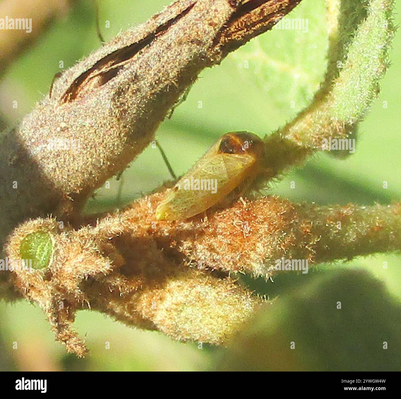 Typical Leafhoppers (Cicadellidae Stock Photo - Alamy