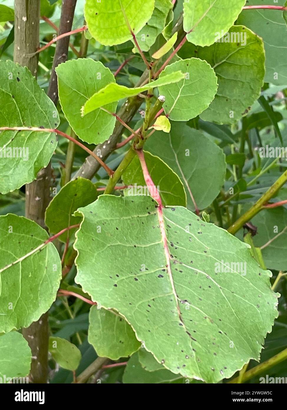 Eastern Cottonwood (Populus deltoides Stock Photo - Alamy