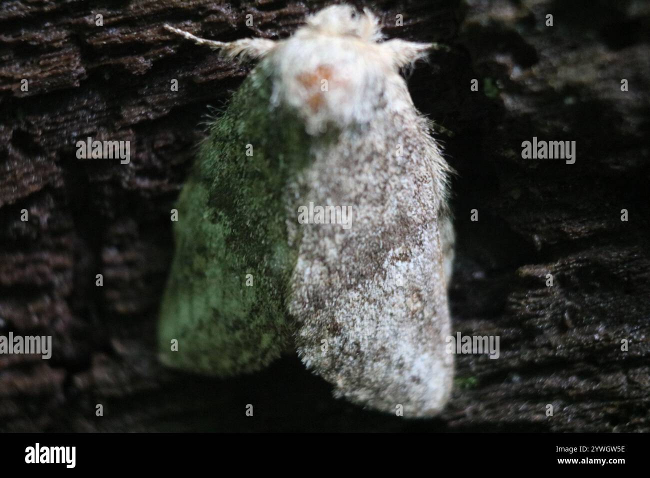 Prominent Moths (Notodontidae Stock Photo - Alamy
