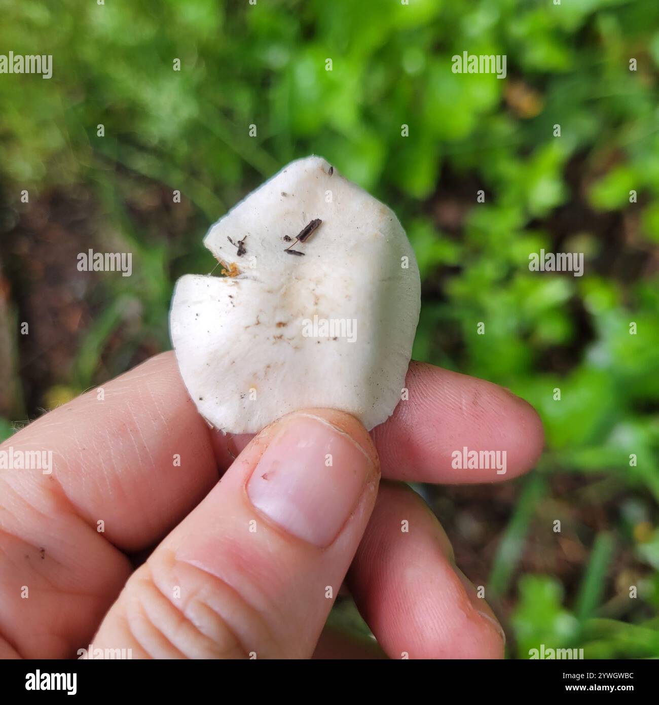 Fiber Caps (Inocybe Stock Photo - Alamy