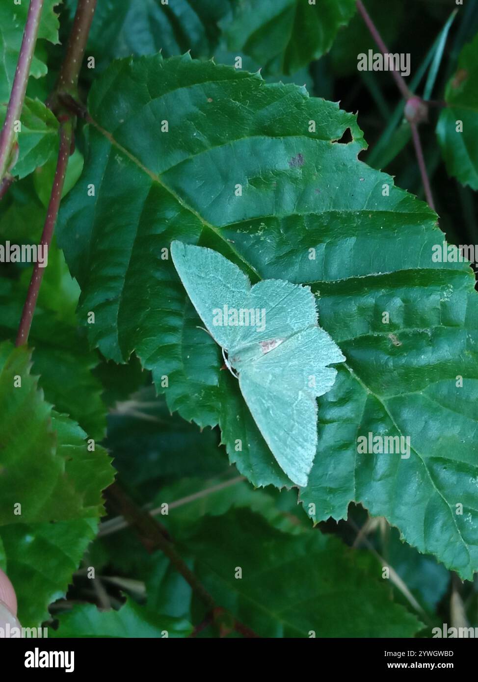 Common Emerald (Hemithea aestivaria Stock Photo - Alamy