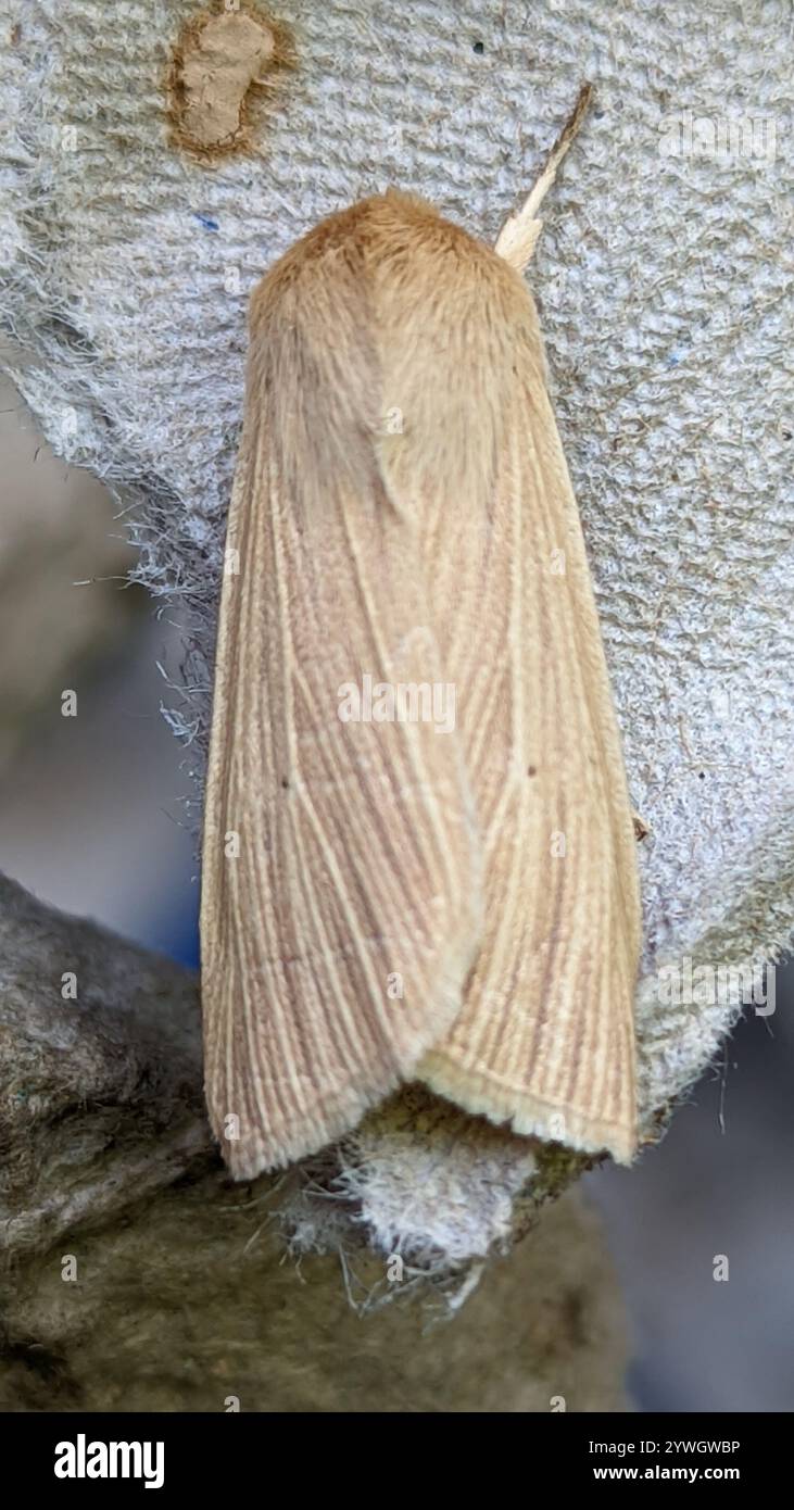 Common Wainscot (Mythimna pallens Stock Photo - Alamy