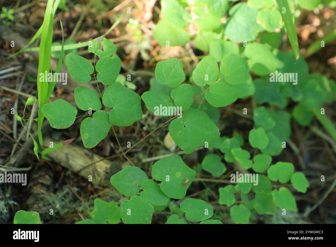White Inside-out Flower (Vancouveria hexandra Stock Photo - Alamy